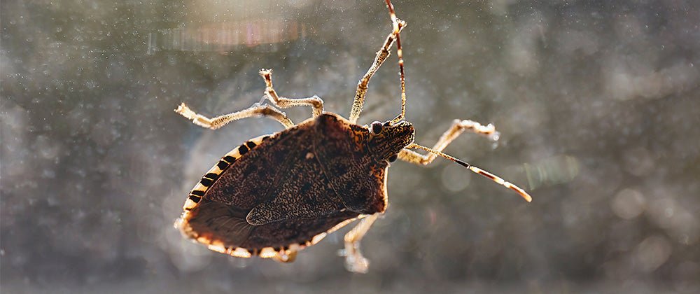 How to Help Eliminate Stink Bugs and Their Awful Scent