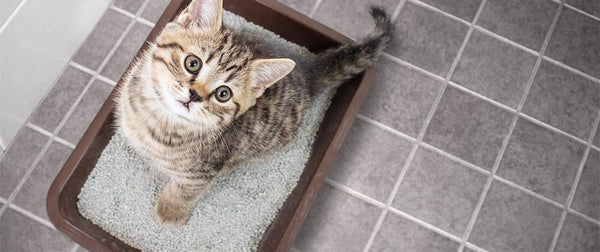 How to Keep Your Cat's Litter Box from Smelling: Expert Tips