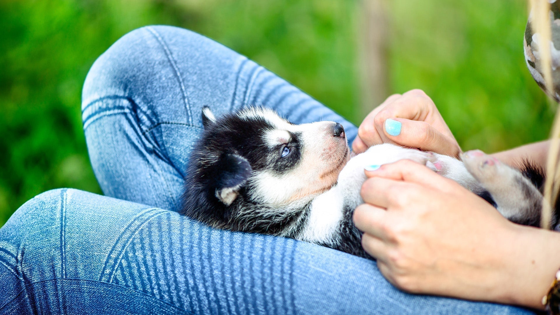 Tips for New Puppy Parents: Your Essential Guide to Raising a Happy, H