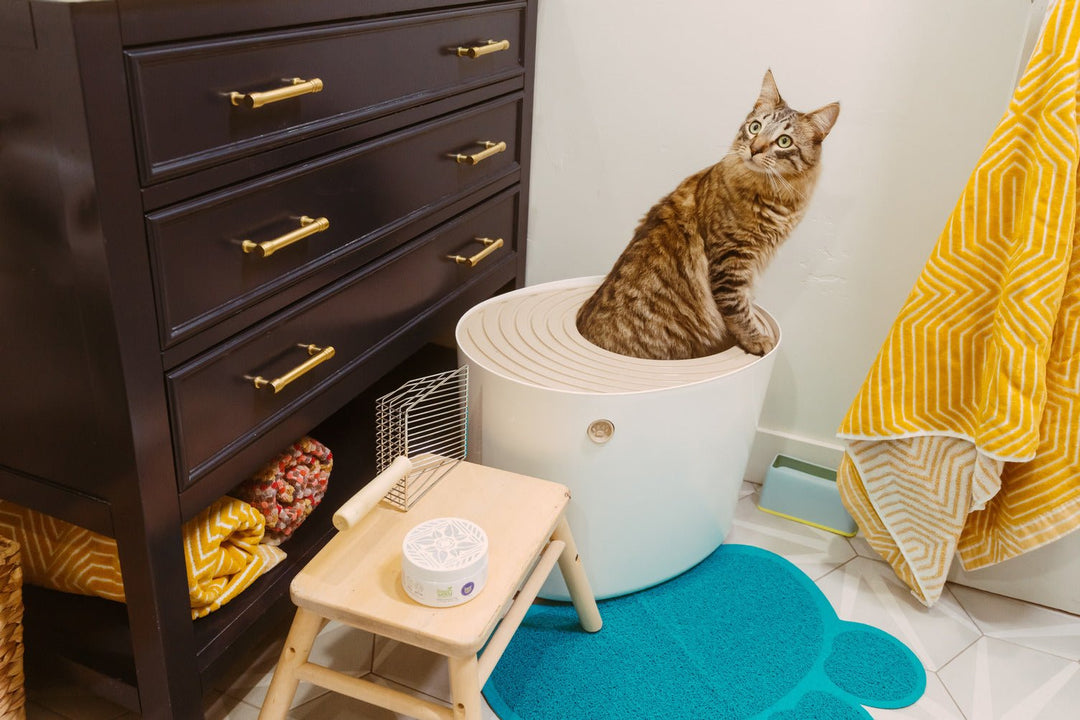 9 Secrets to Keeping Your Cat's Litter Box from Smelling