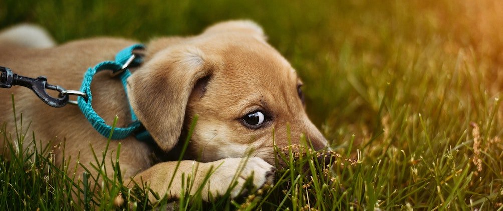 Get Rid of Skunk Smell Off Dogs with Fresh Wave